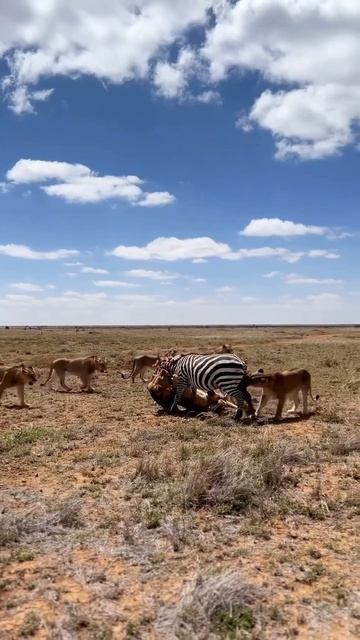 Львиный прайд убивает зебру, используя один из самых распространенных охотничьих приемов — удушение