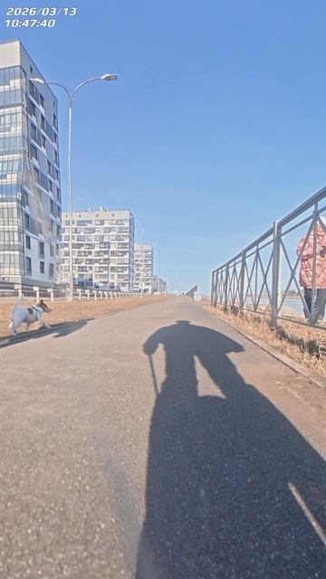 Внимание на собак. 13марта2026 поездка на моноколесе