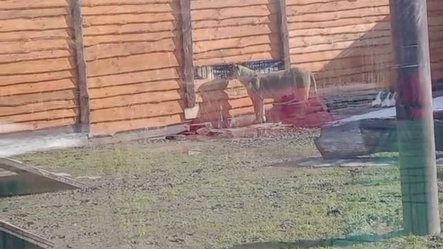 13.03.2026г Киара и ШЕРхан общаются