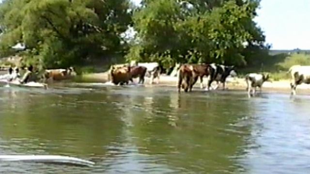 Оскол 96 Кужелев