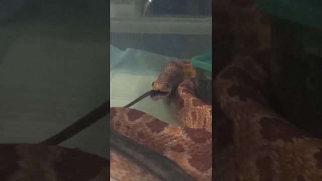 Окончание трапезы Бахиды. 10 марта 2026 г.