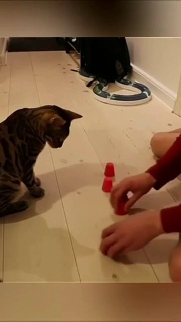 Смешные коты #114-9