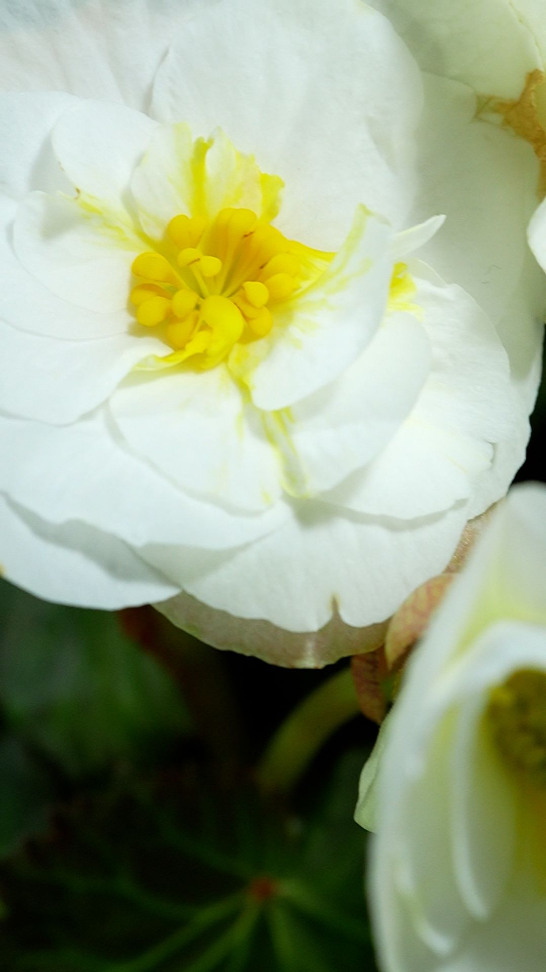 Шорт Бегония элатиор Sunny White цветет всю зиму #цветы #бегония #комнатныецветы