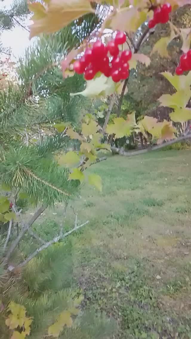 Санаторий "Тесь Солнечный". Калину собирала, а там огромный паук!