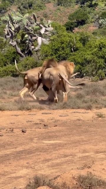 Два крупных самца убивают бородавочника и делят добычу