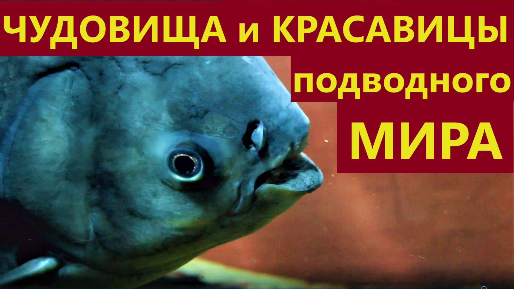 Чудовища и красавицы подводного мира.