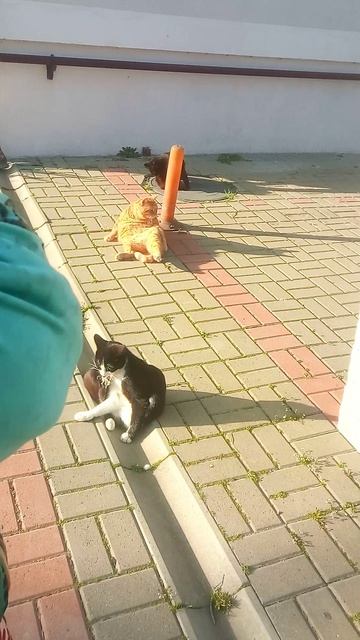 Её спас кот