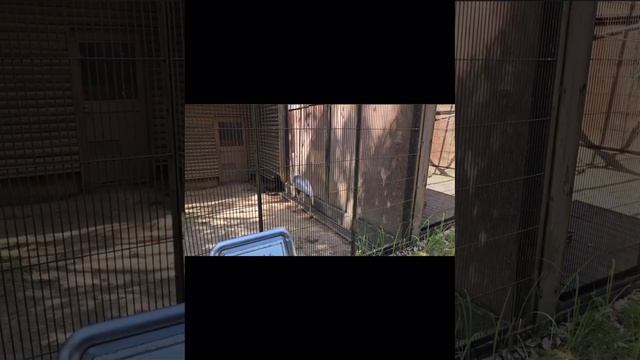 Hamazoo (浜松市動物園)— это муниципальный зоопарк в городе Хамамацу, префектура Сидзуока. Япония