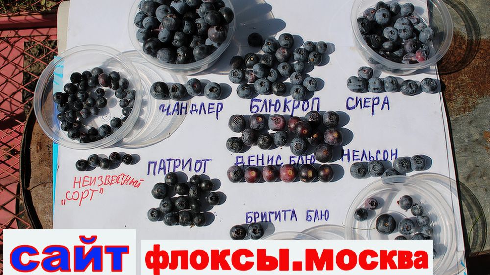 ГОЛУБИКА БЛЮКРОП классный сорт