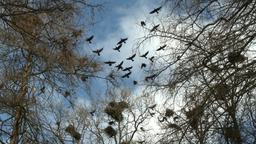 В наше село прилетели грачи.
