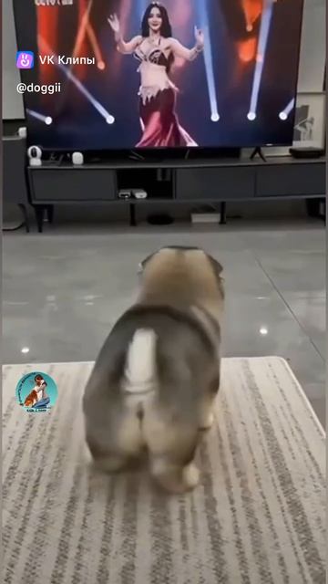 танцующий щенок