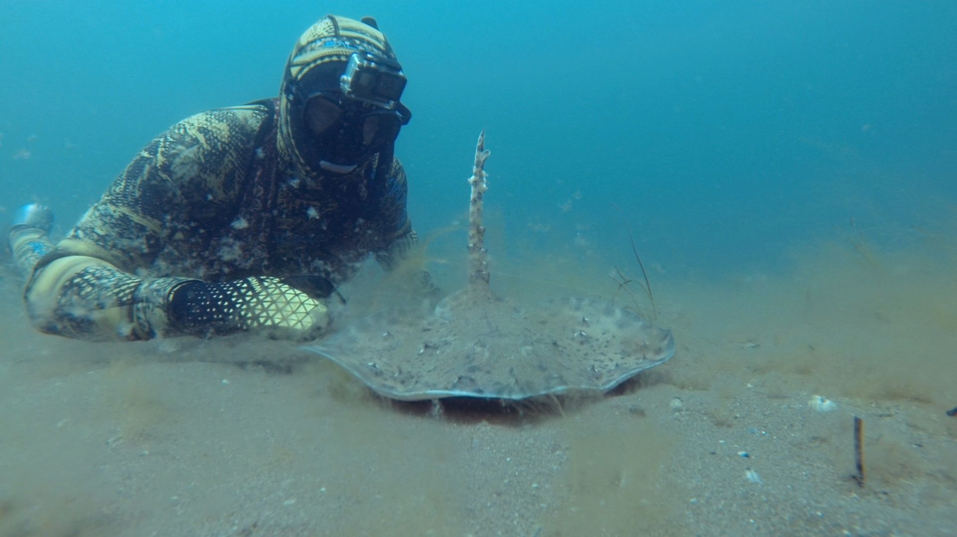 ПОДВОДНЫЙ МИР ЧЕРНОГО МОРЯ / 4