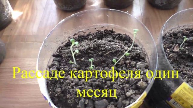 Как вырастить картофель из семян