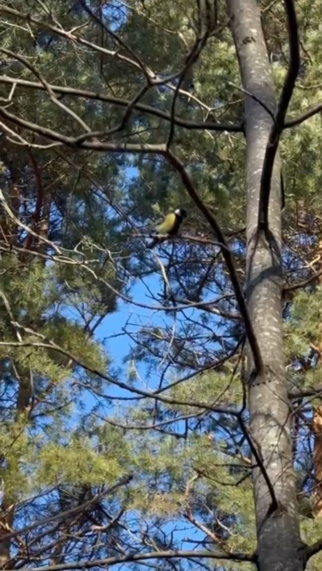 Голоса весны - пернатые музыканты Кисловодского парка