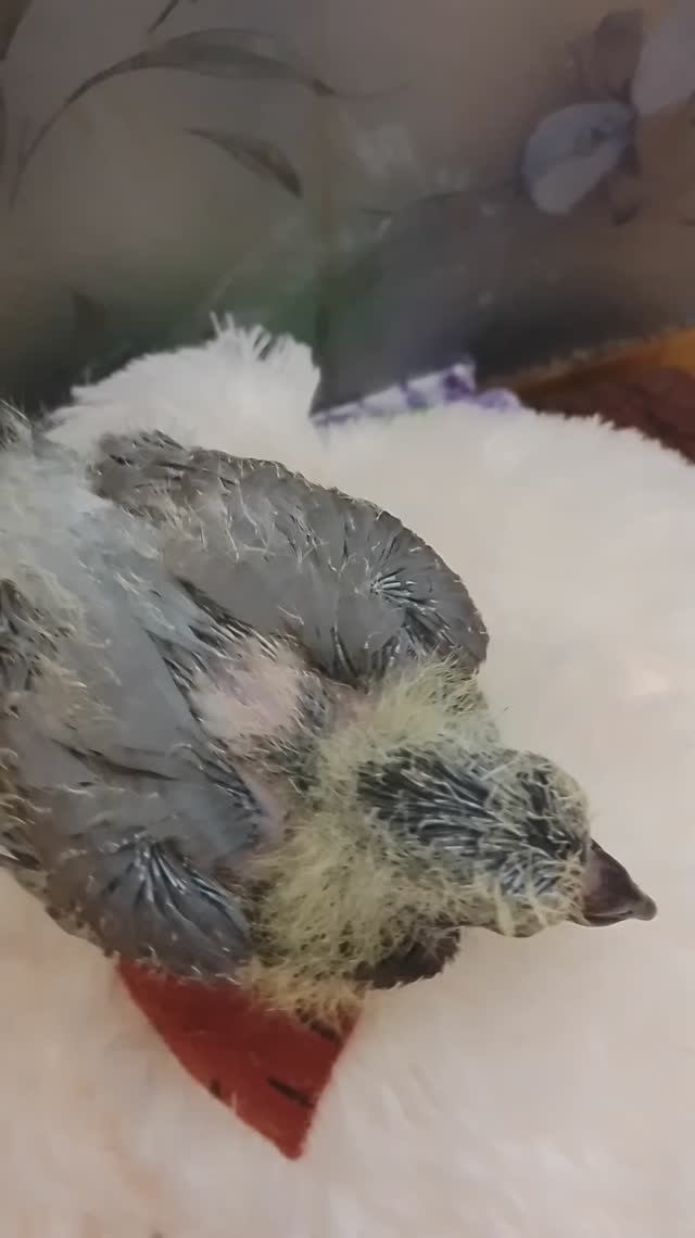 Погибающему птенцу подсунула мягкую игрушку и он принял её за своих родителей!!!