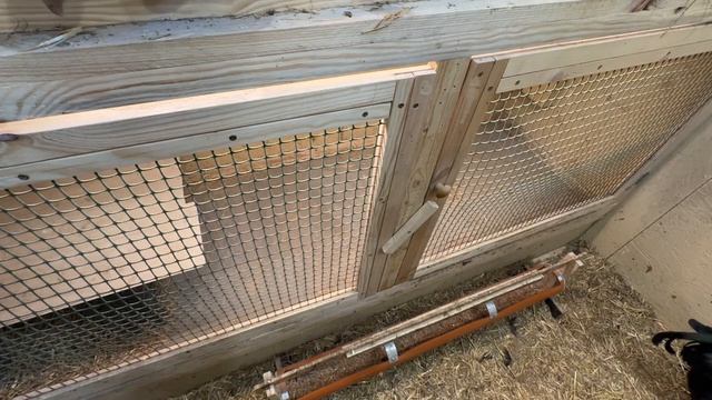 13 марта мои цыплята