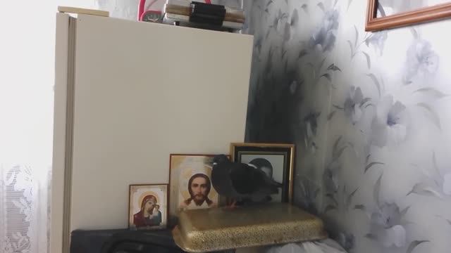 О больном голубе и немного о СМЕРТИ МОЕГО СЫНА.