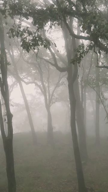 ТЕПЛОВИЗОР ПРОТИВ ТУМАНА И ДОЖДЯ!