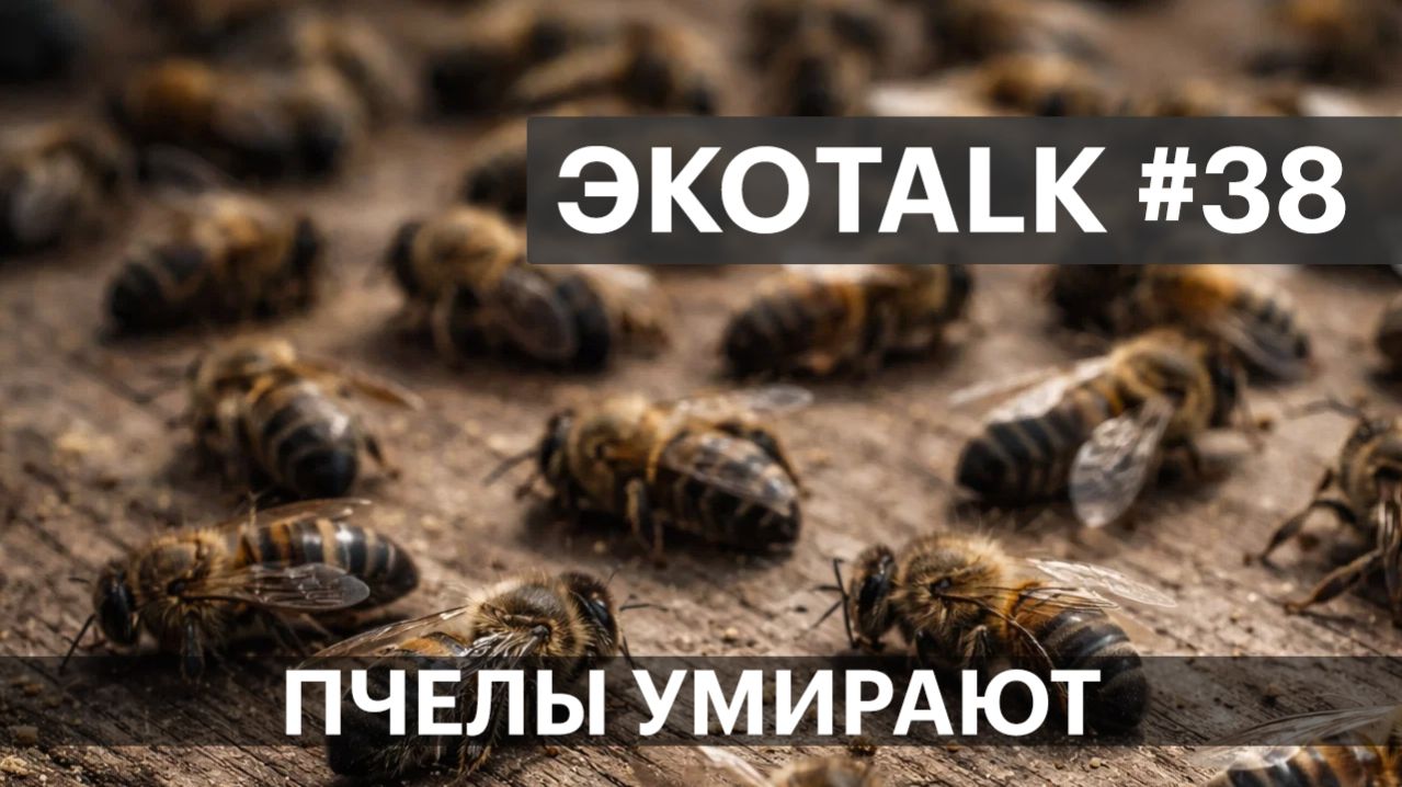 ЭкоTALK. Часть - 38