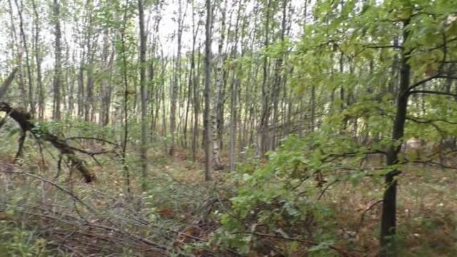 В Рузе пикник на обочине.