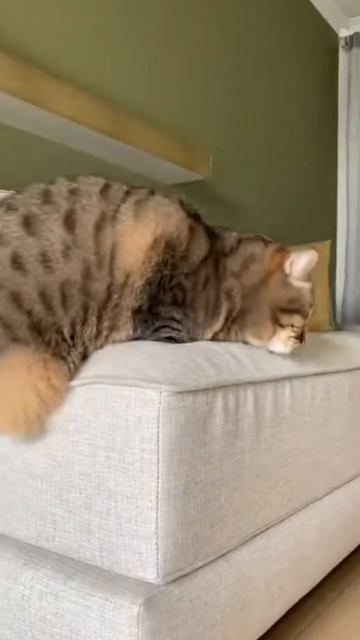 Пухляш знает, как добиваться своего 😹