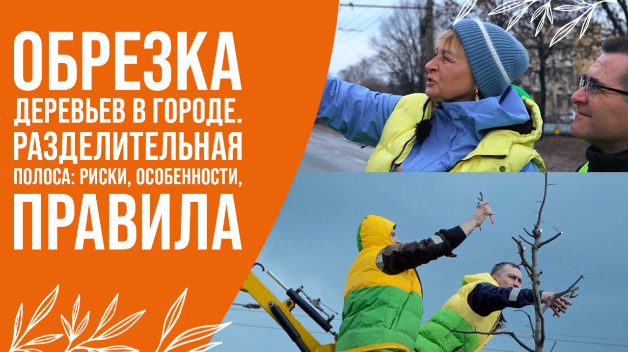 Обрезка деревьев в городе: главные ошибки и как формировать крону правильно