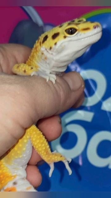 Парнишка эублефар№4/2025 уехал жить в новую семью. 12 марта 2026 г.