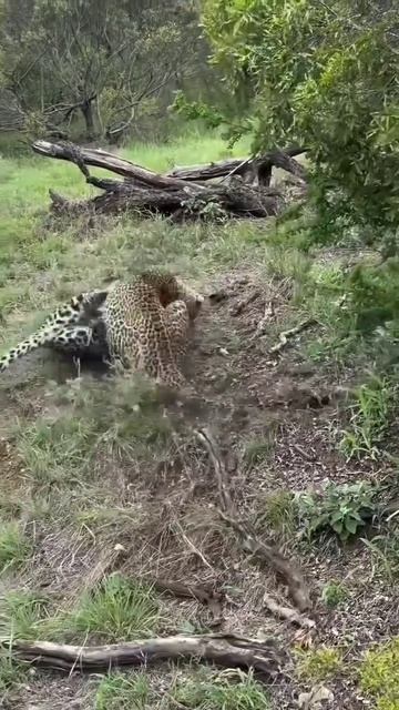 Леопарды не поделили пойманную добычу