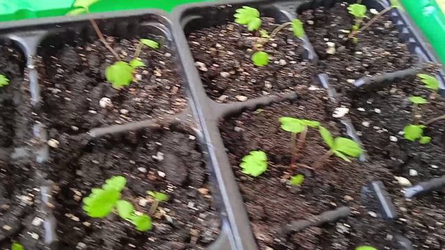 Всего одна чайная ложка этого удобрения и рассада земляники пойдет в рост