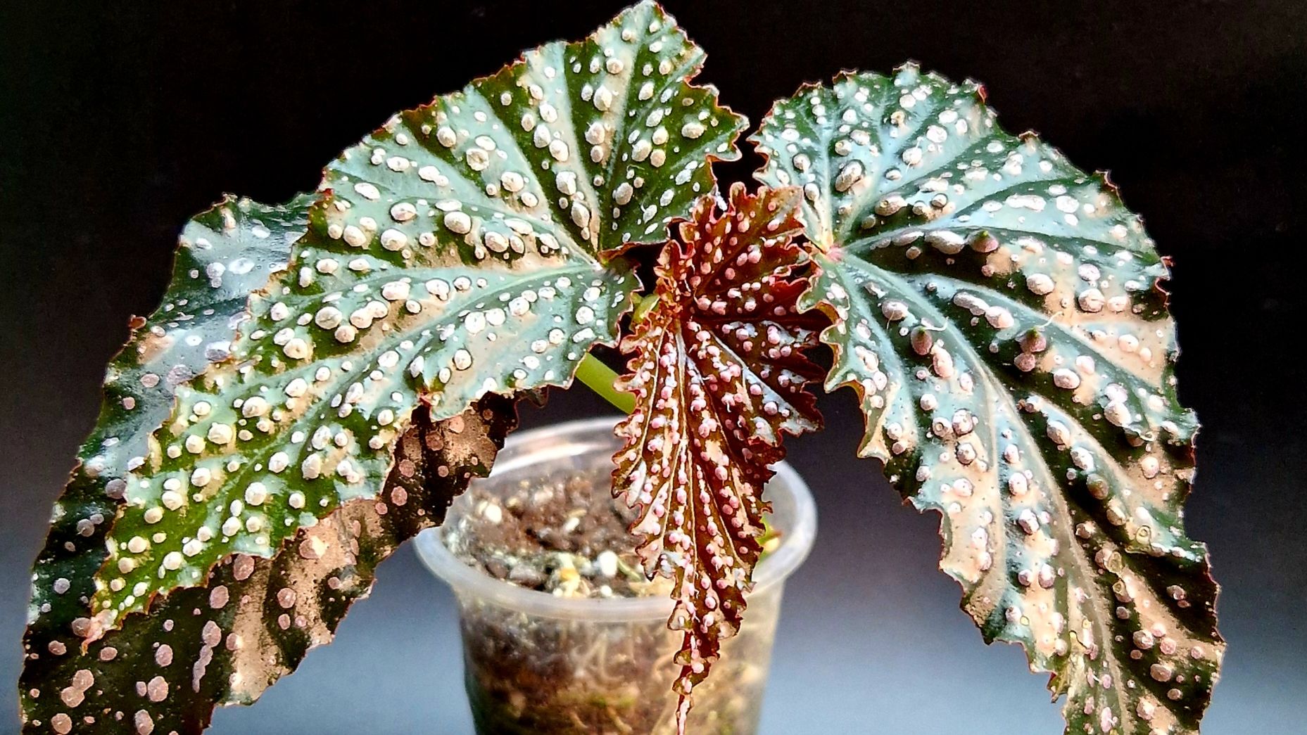 Бегония Little miss mummey