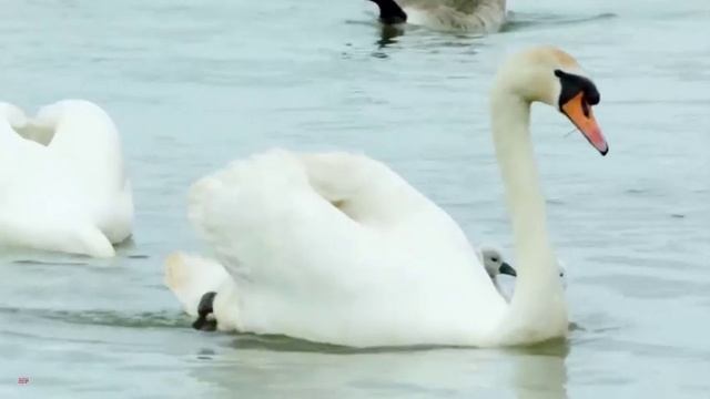 За Тихой Рекою - Калина Фолк