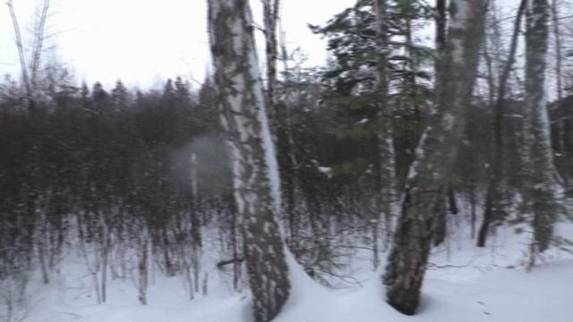 Зима в лесу Телеши.