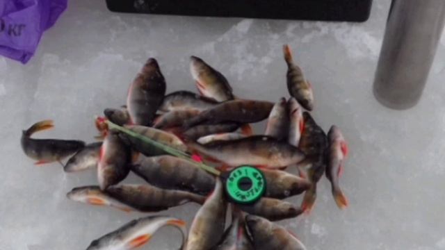 Рыбачил на безмотылку🎣 Пробурил серию лунок. Удалось поймать Окуней на разную игру.