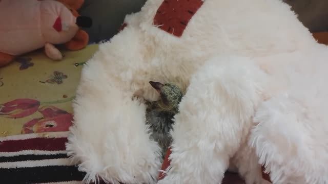 Птенец совсем отказывается от еды