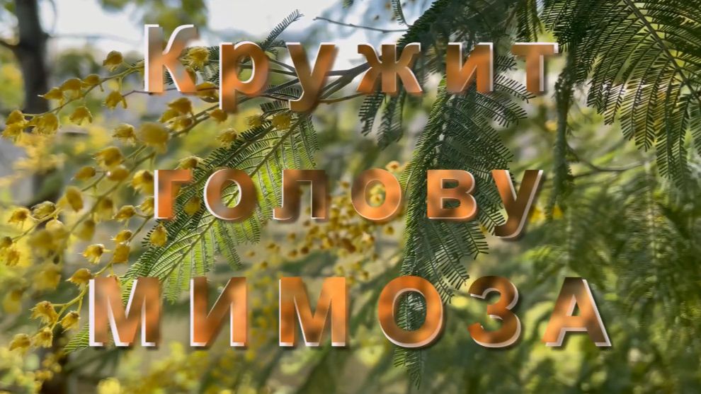 Кружит голову мимоза, красивая песня