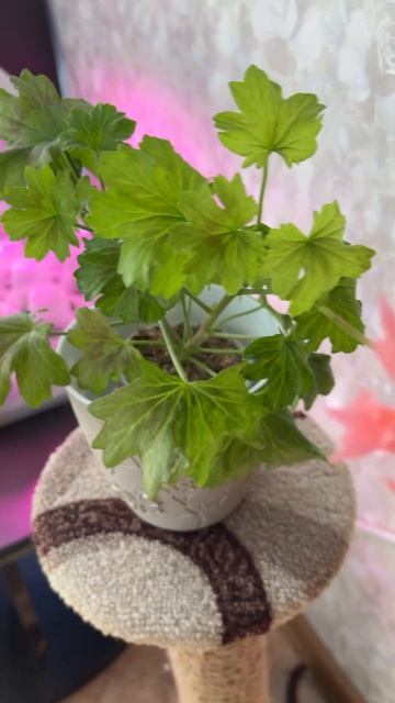 ДНР. Харцызск. 12.03.2026. Пеларгония