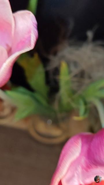 Моя маленькая страсть