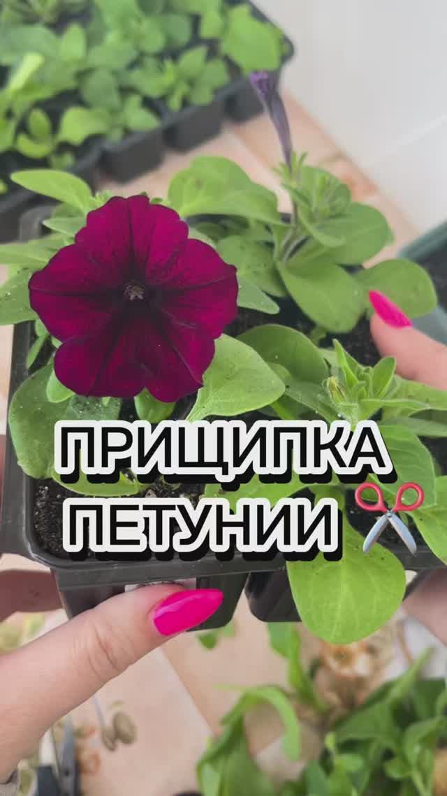 Прищипка петунии 🌸🌱 #цветы #рассада #петуния #прищипка
