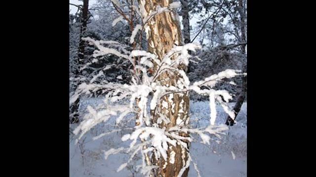 Лес. Снегопад. Зимняя сказка. Зима. Сугробы. СИБИРСКАЯ ЗИМА. Деревья в лесу. Сосны. Красота. Снег