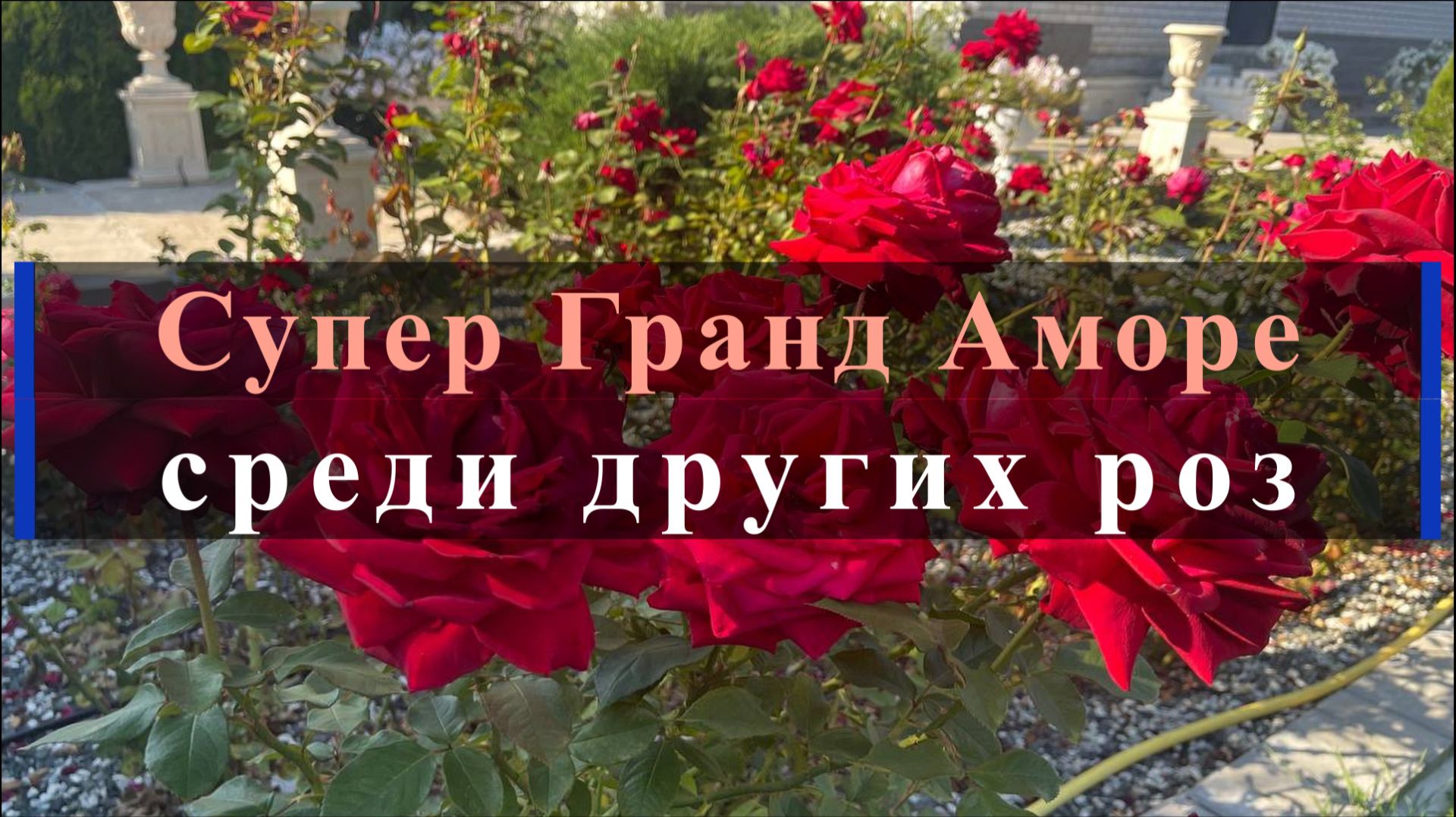 Супер Гранд Аморе среди других роз