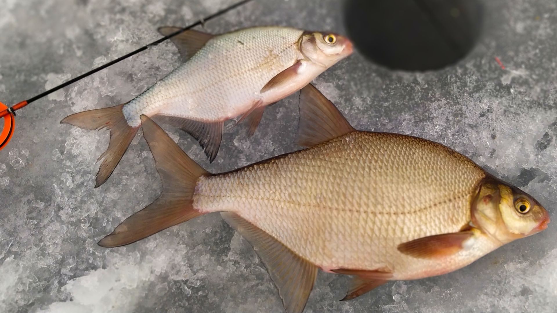 ЧЁРТИКИ выкашивают леща ЛЮБОГО РАЗМЕРА !!!! Весенняя рыбалка.