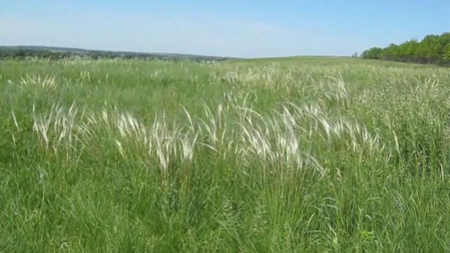 велопрогулка в Михайловский лес, село Арское, июнь 2013