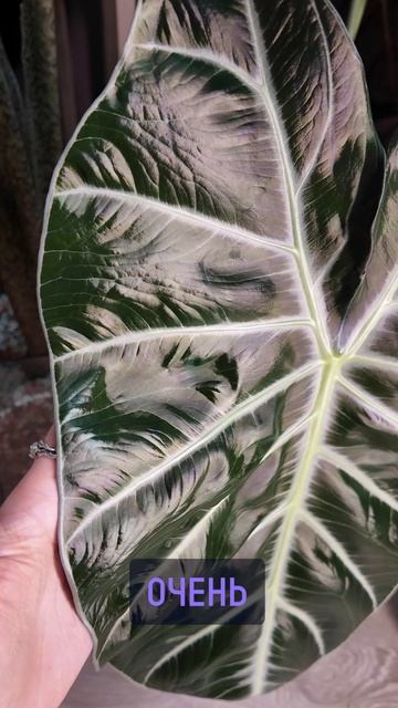 Алоказия Марк Кэмпбелл → шикарная и супер неприхотливая #алоказия  #ароидные #комнатныерастения
