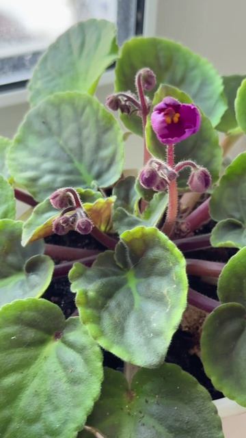 Сажайте фиалку на северном окне