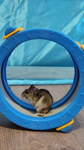 Весёлый хомяк.