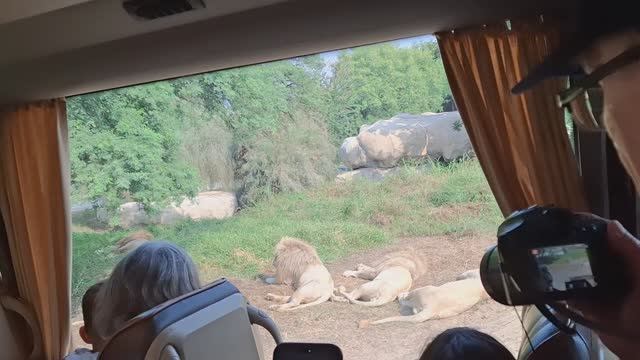 Арабские Эмираты. Шарджа. Экскурсия ЗОО-Сафари. Мы в автобусе передвигаемся тихонько по зоопарку