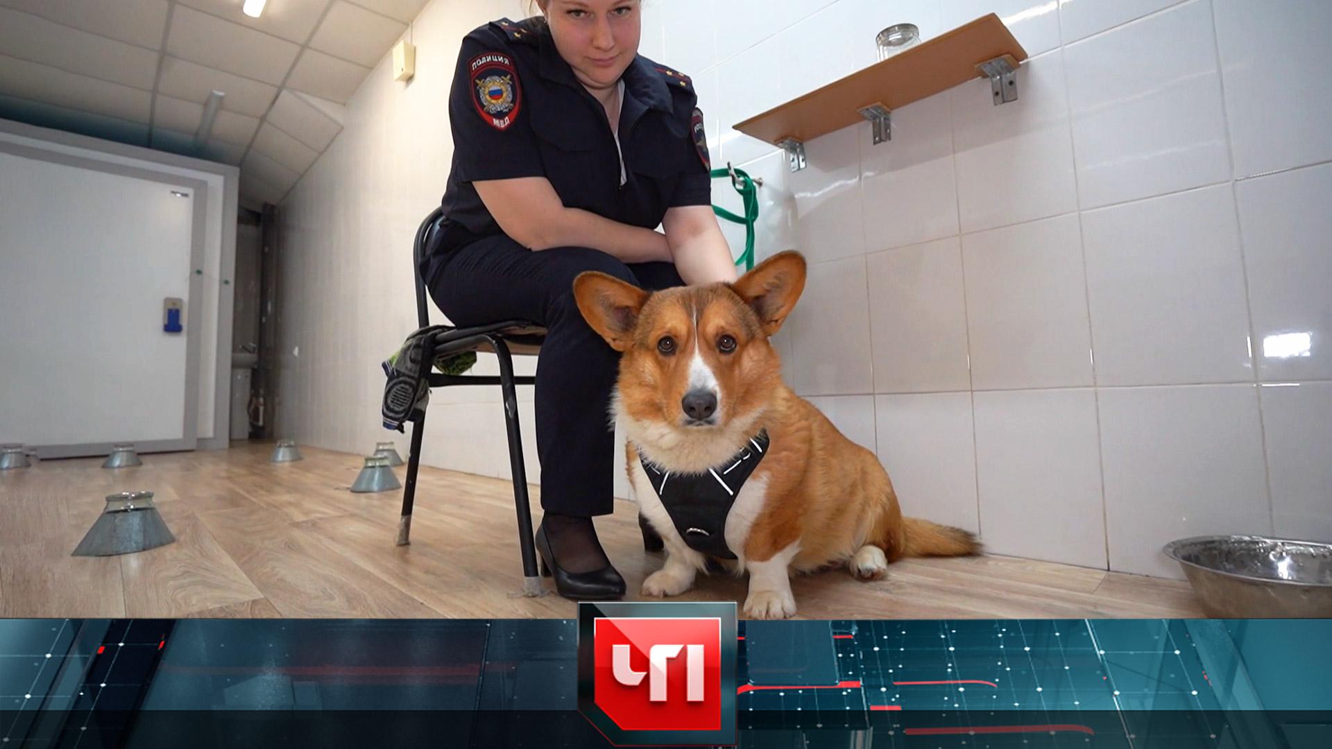 «ЧП»: 13 марта 2026 года | «Чрезвычайное происшествие» на НТВ