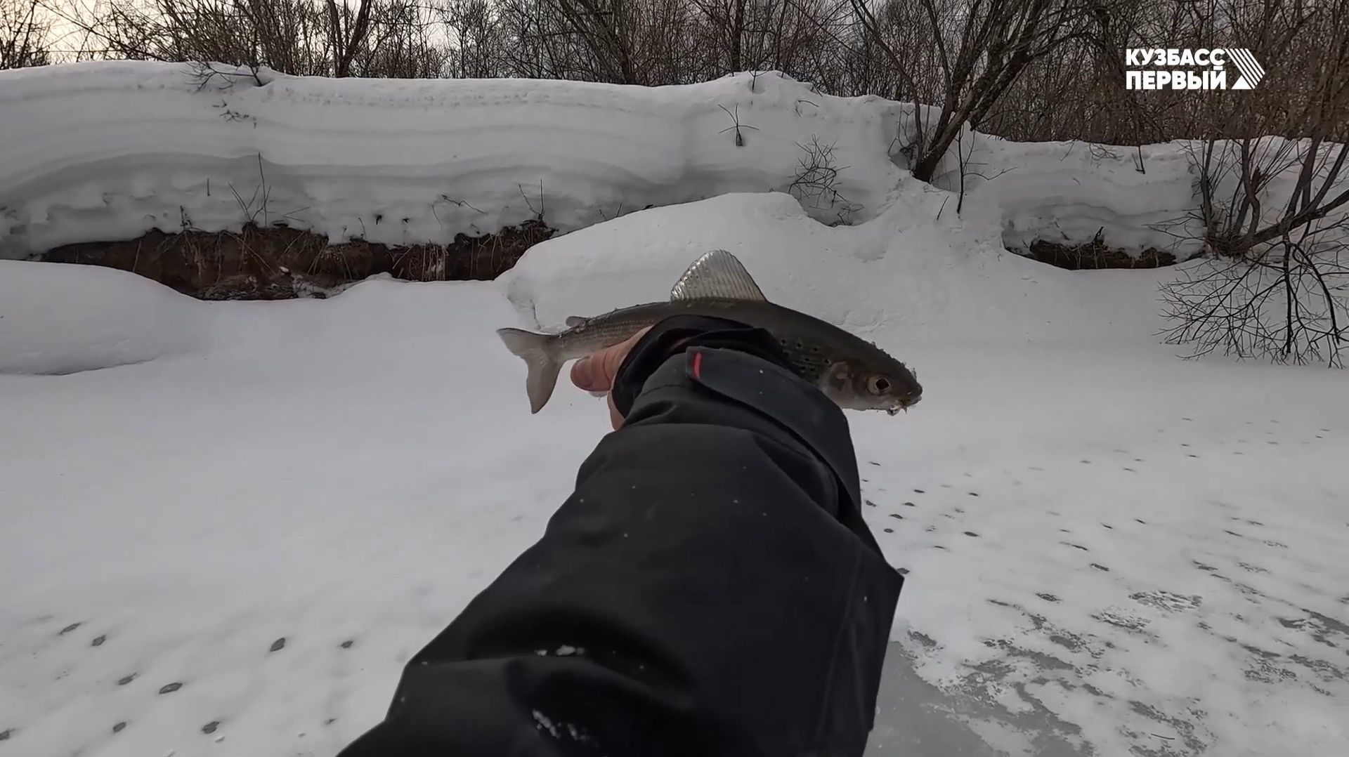 Сибирский лов. Выпуск 99