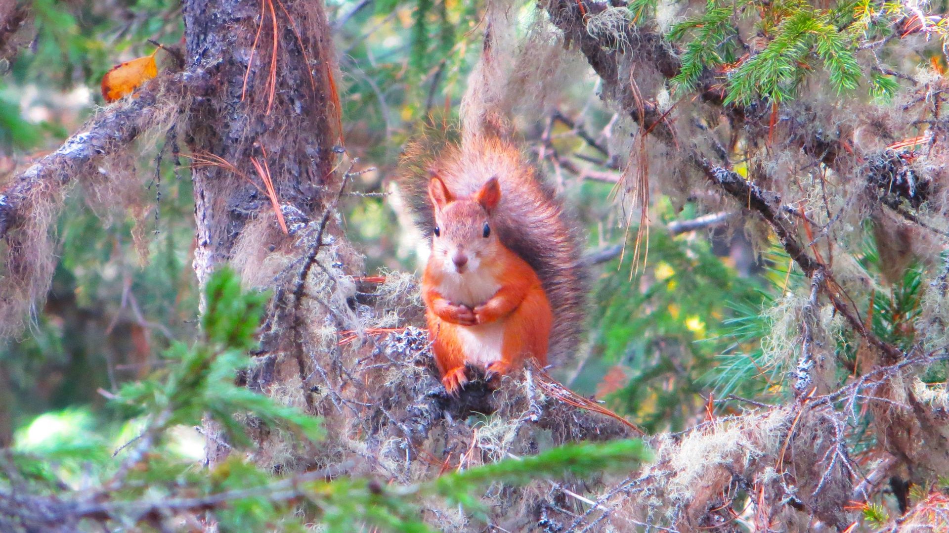 Зарисовка, времена года.