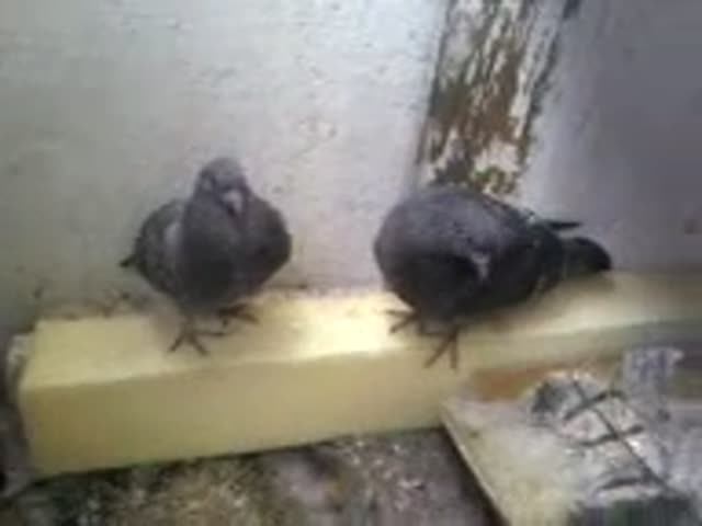 Голуби МИРА. Птенцы и новая кладка яиц.